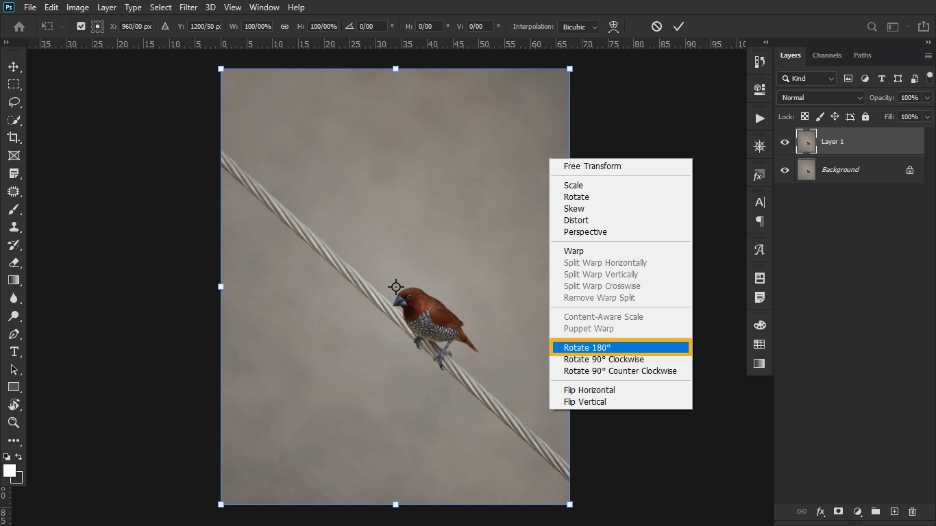 آموزش گزینه Free Transform در فتوشاپ - قسمت سه آموزش کامل Rotate